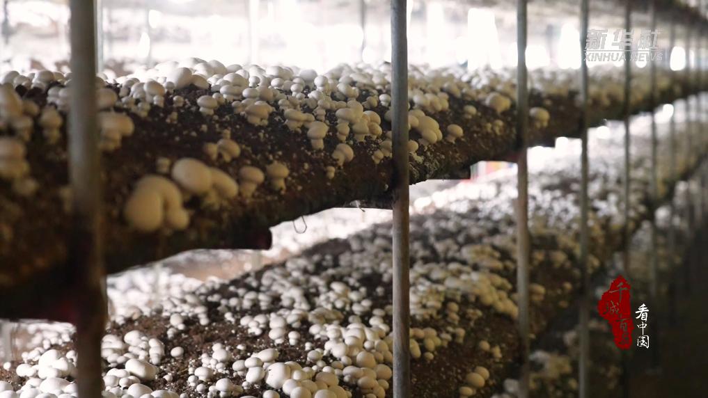千城百县看中国丨山东冠县：“智能空调”育菇实现四季丰收-新华网